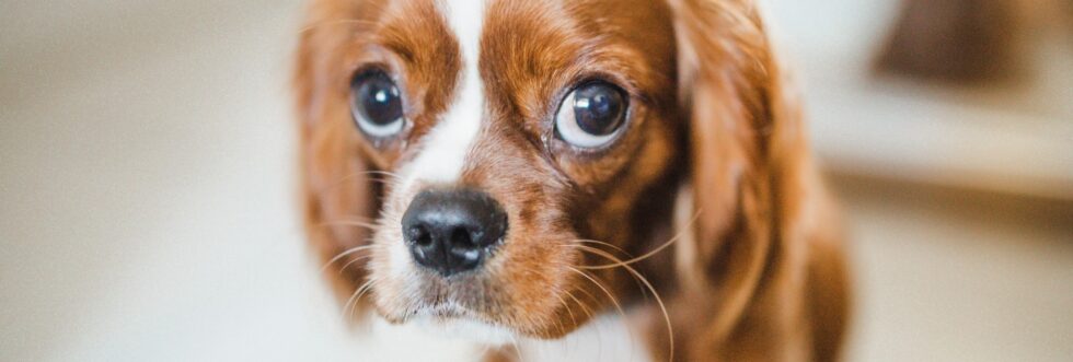 Quelles sont les principales maladies des yeux chez le chien ? - Phyto ...